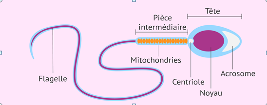 Laboratoire d'analyses Médicale Dr Manga » SPERMOGRAMME ET SPERMOCYTOGRAMME